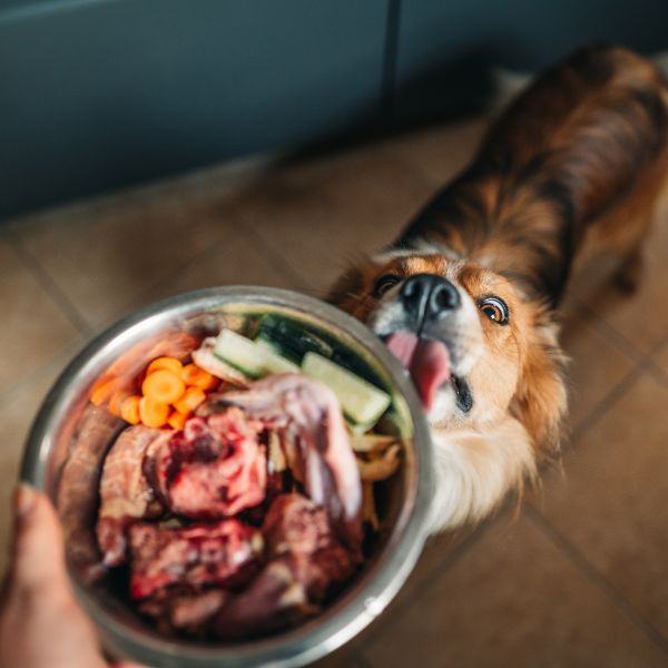 Was ist Barfen? Ein Überblick