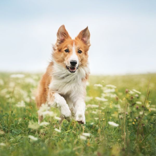 Giardien beim Hund erkennen, bekämpfen und vorbeugen | Liebesgut ...
