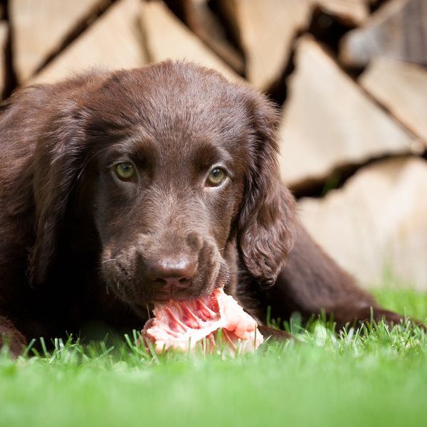 Welpen Barfen - Ist das sinnvoll?