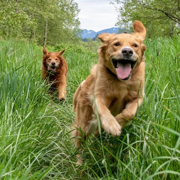 Grasmilben bei Hunden - Was Du dagegen tun kannst